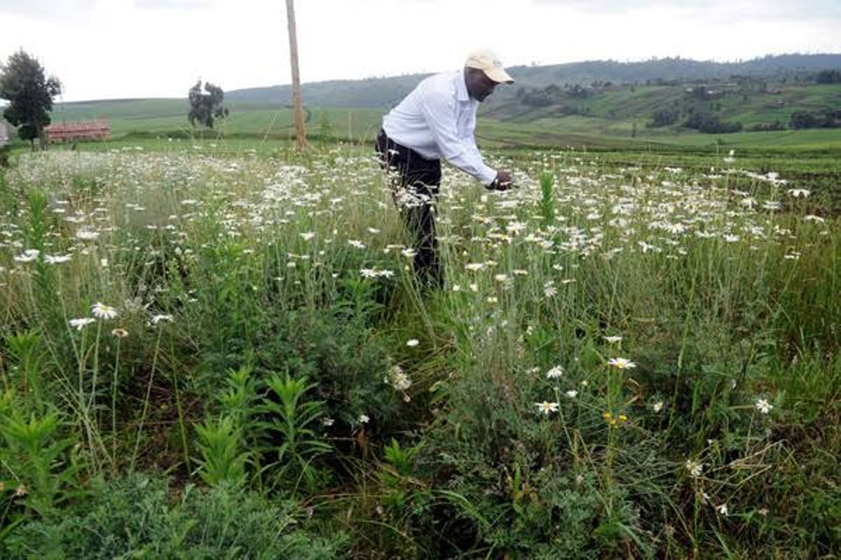 Farmers welcome pyrethrum revival plans